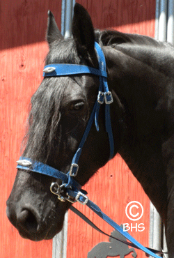 The Baroque Horse Store