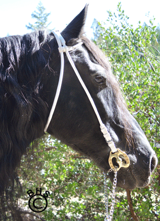 The Baroque Horse Store